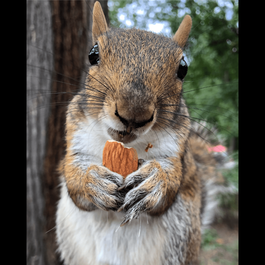 David Cale The Smiling Squirrels Of Tompkins Square Park and A ...